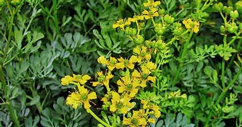 Backyard Patch Herbal Blog: Rue - Herb of the Week