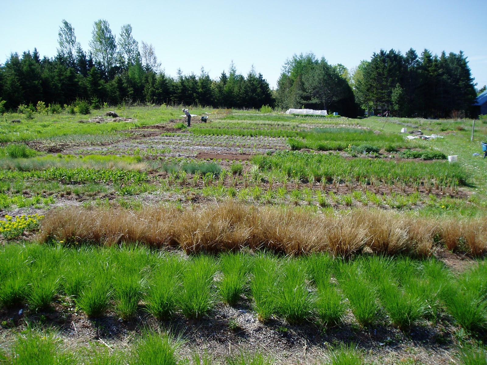 Lovegrass Farm: The Grasses are Growing Quickly at Lovegrass Farm