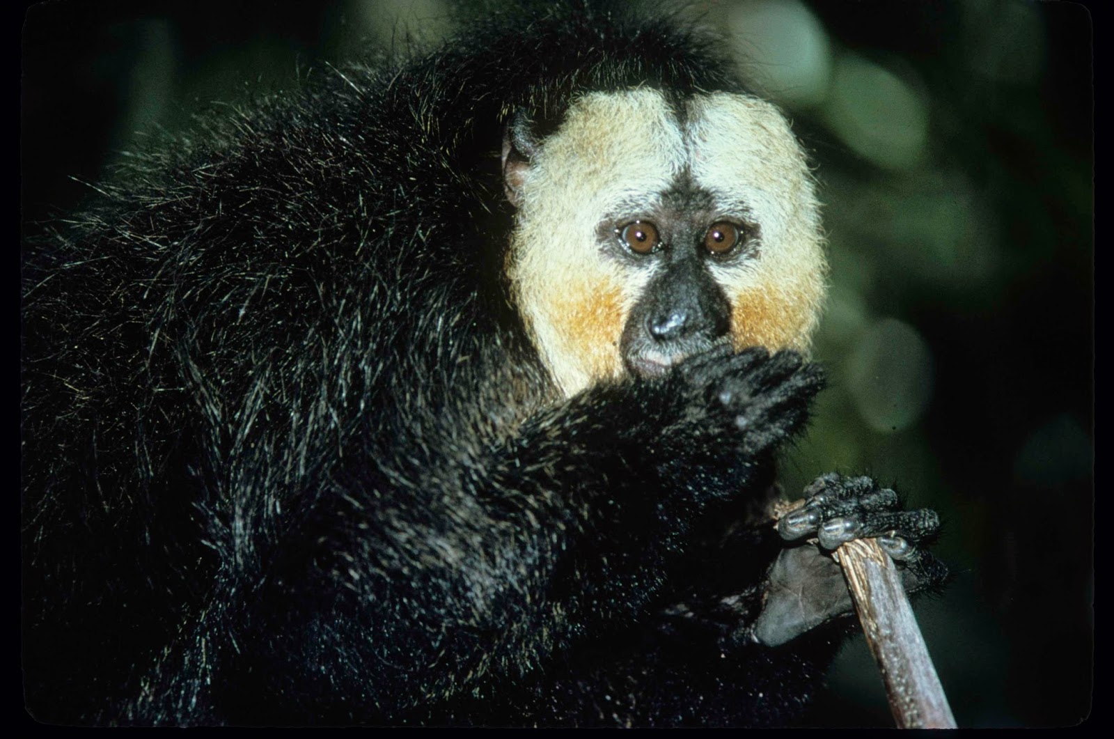 Species New to Science: [Mammalogy • 2014] A Taxonomic Revision of the ...