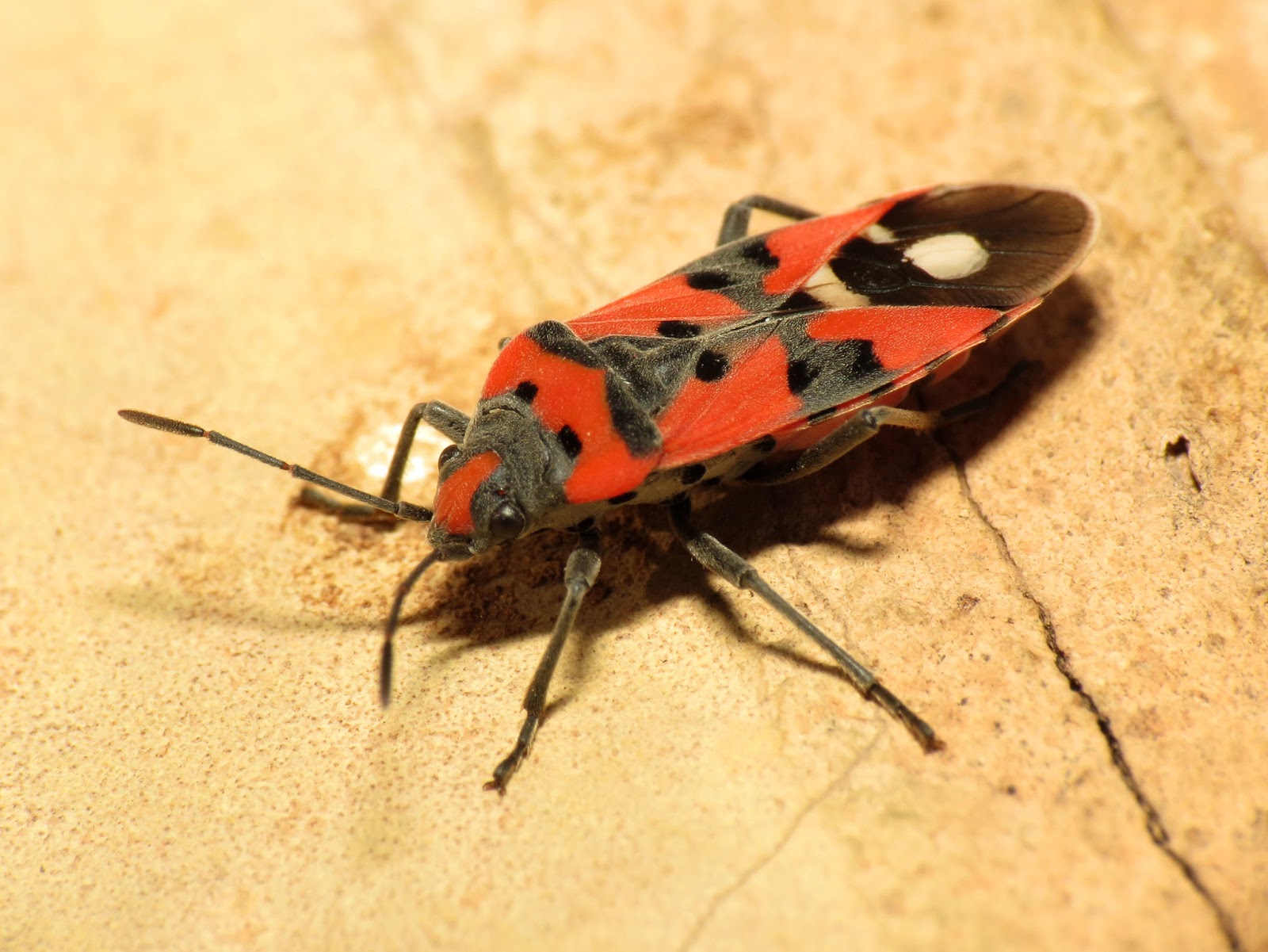 INSECTOS DE P.R. In Memoriam Dr Luis F Martorell y Dr Alain Liogier ,DR ...