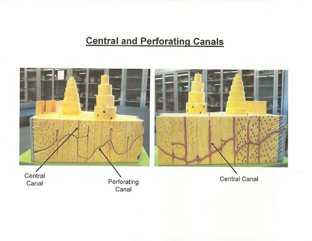 ANATOMY & PHYSIOLOGY I BIS 240: Central and Perforating Canals