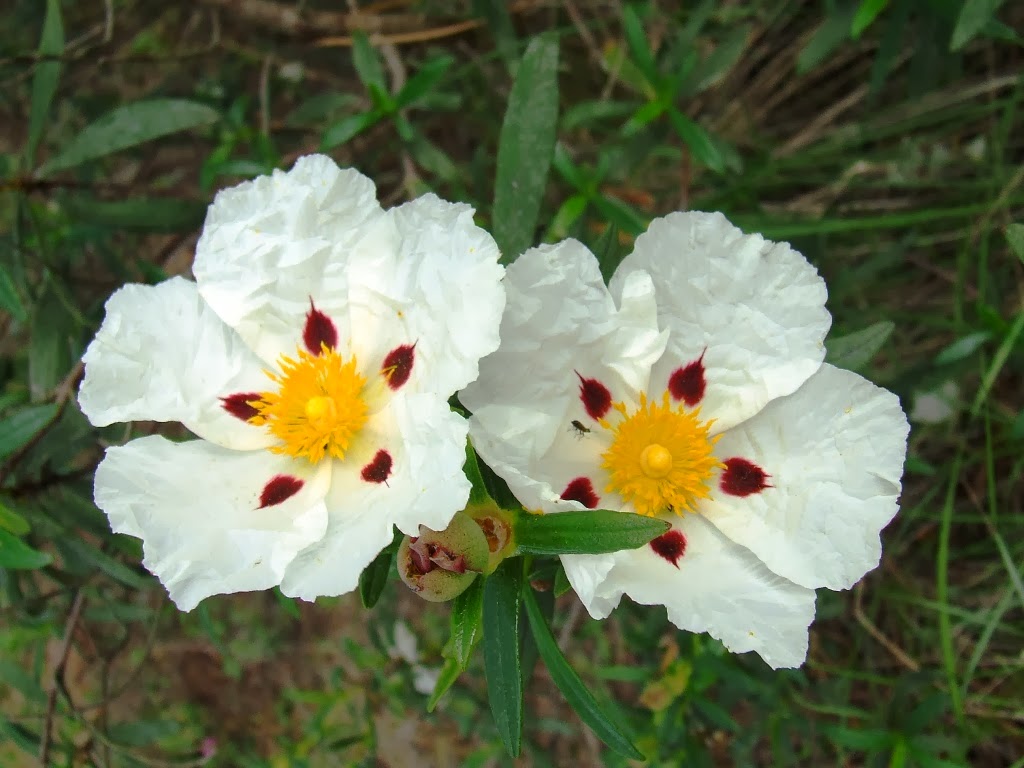 sementes de portugal: Esteva