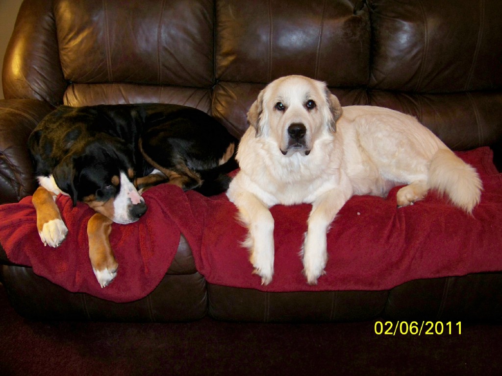 A Swissneese in San Francisco