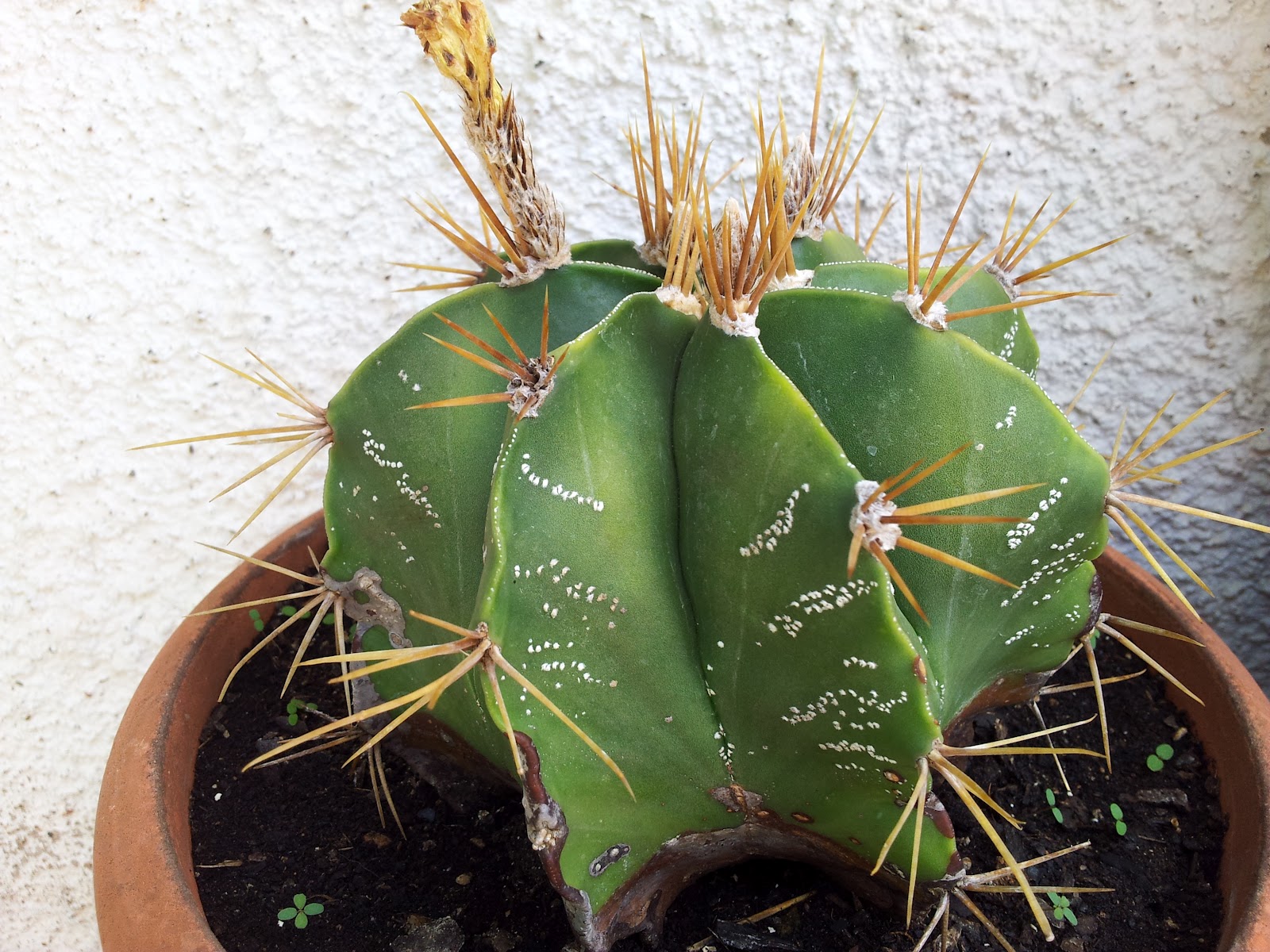 Mis Kaktus: Astrophytum ornatum