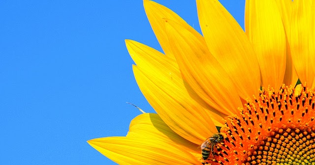 School Of Digital Photography: Flower Photography Tips – How to ...