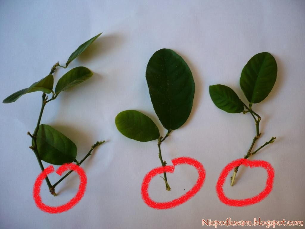 niepodlewam: Rozmnażanie cytryny - aby zakwitła