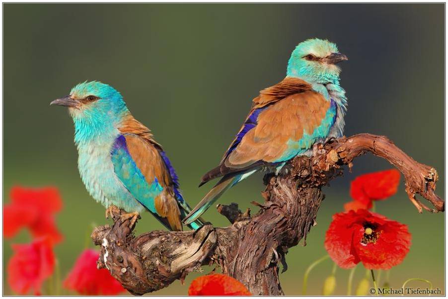 Amazing Cute Birds Wallpapers Unique Birds Desktop Wallpapers Download ...