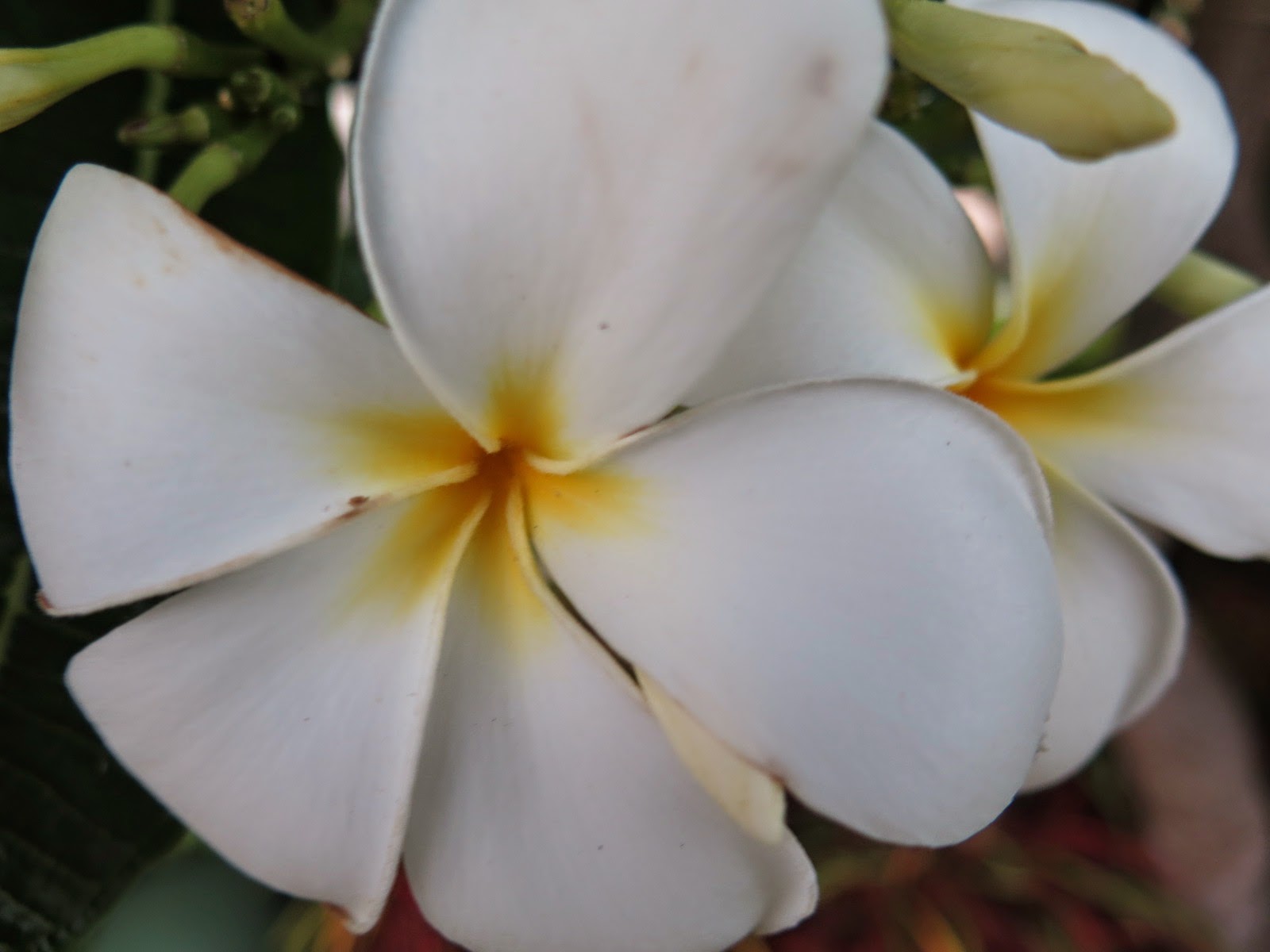 O Garden, My Garden!