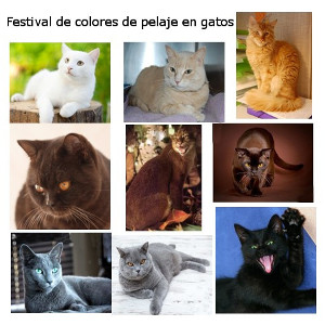 Sofy, una mascota felina: Cambio de color de pelo en los gatos