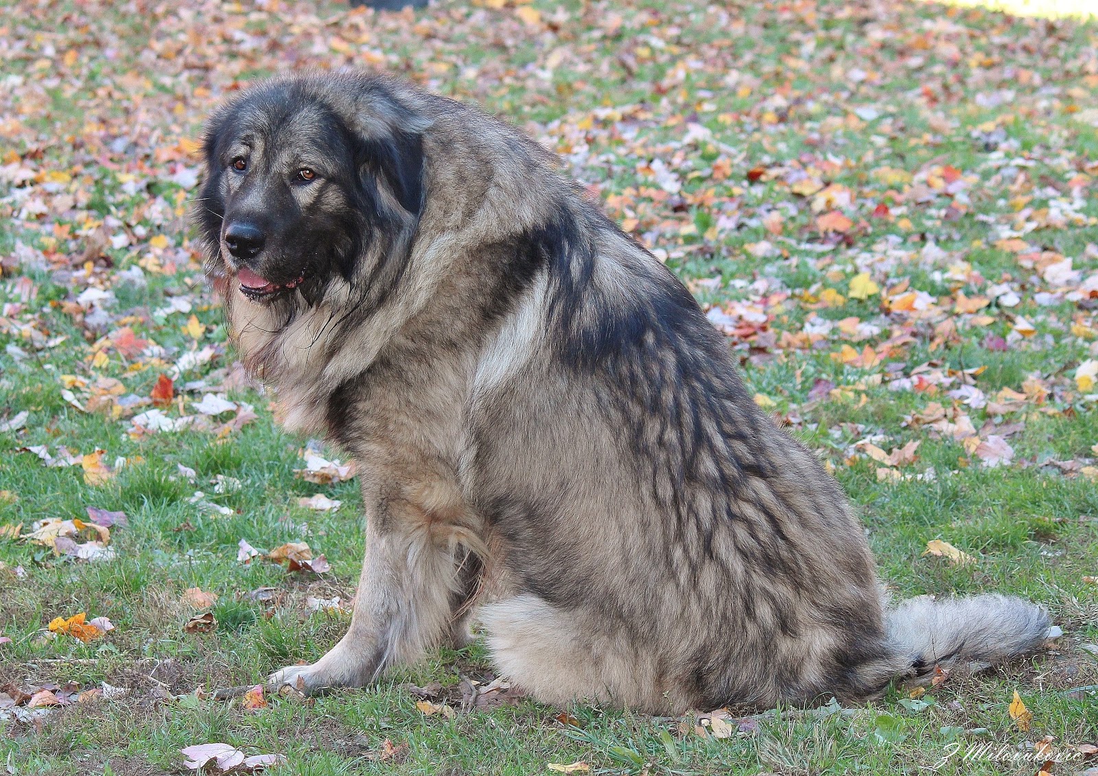 Old Serbian Sheepdogs Sharplaninatz Dogs