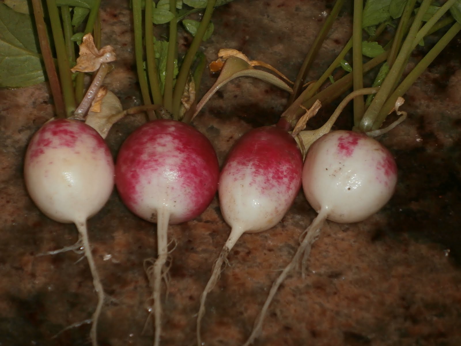 METIDO EN JARDINES: El rabanito, imposible que no llegues a probarlos