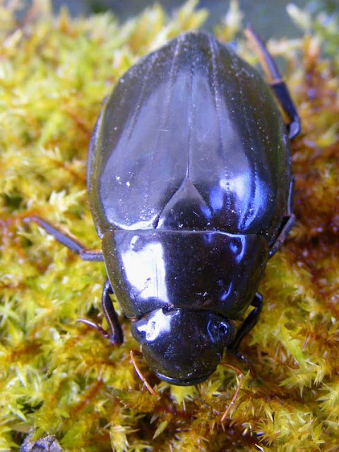 Days on the Claise: Great Silver Beetle