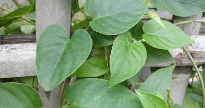 Manfaat daun Simbuan-Kesimbukan-Penyehat Usus-peluruh kencing ...