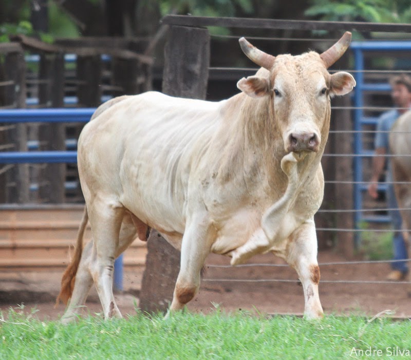 Amigo dos Rodeios: Touro da Cia de Rodeio Paulo Emílio