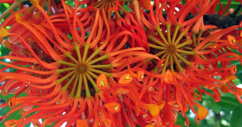 THE FIREWHEEL TREE - Stenocarpus sinuatus |The Garden of Eaden