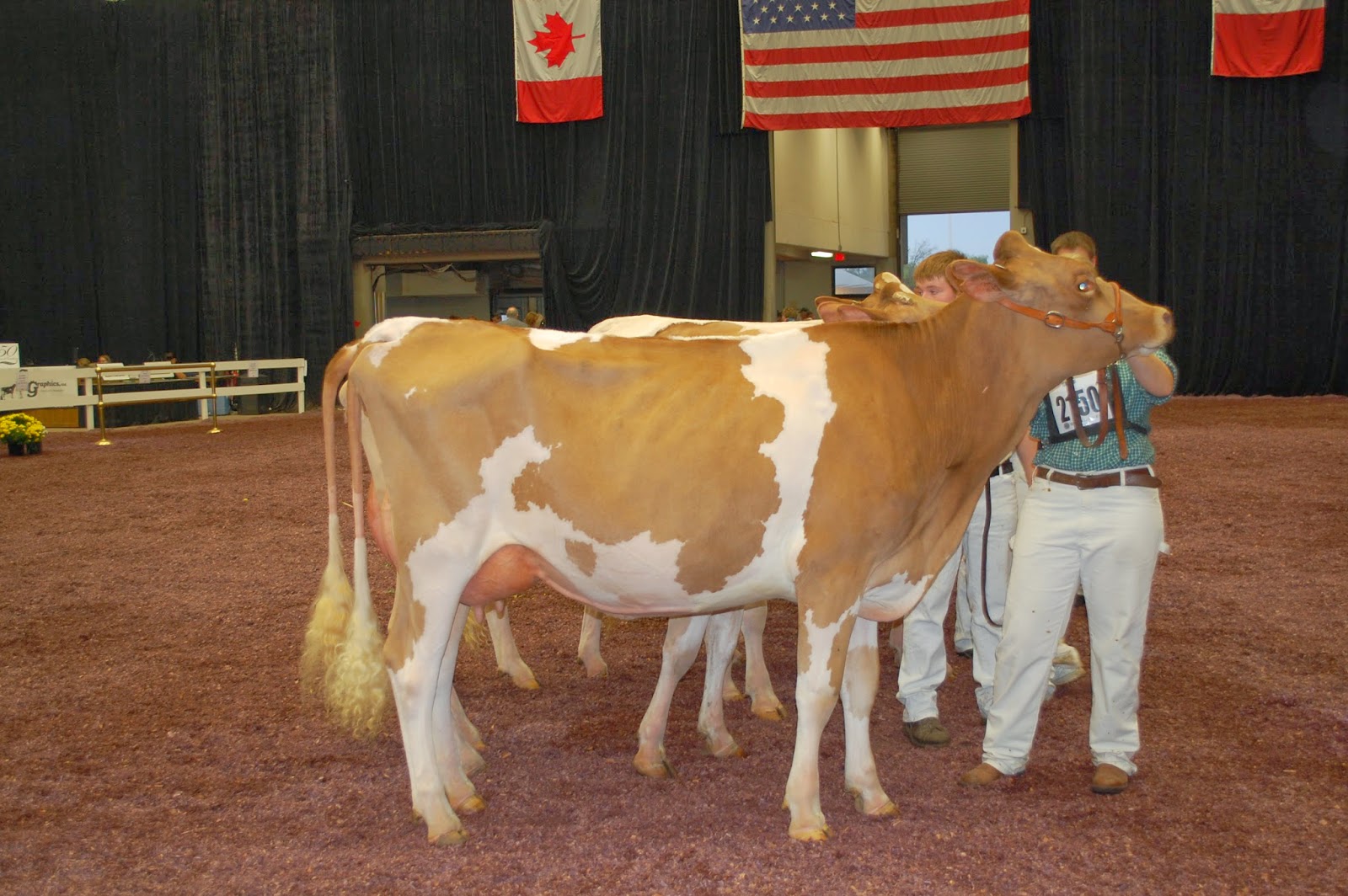 NEWS: NGS-Madison Cow Show