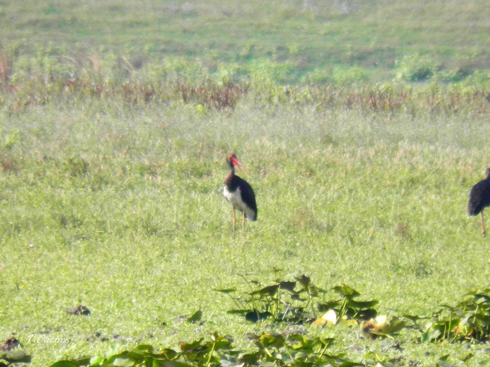 PASARI DIN ROMANIA: BARZA NEAGRA, Ciconia nigra