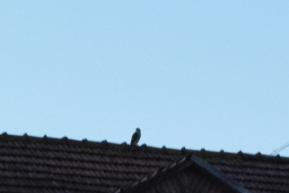 Cristian Andreica 2: Uliul porumbar / Uliul găinilor (Accipiter gentilis)