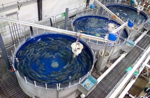 Hantu Laut: Rekayasa Budidaya Intensif System Indoor dengan Ras ...