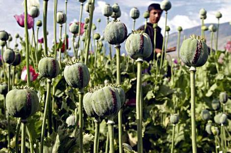 Tanaman Opium - TribunnewsWiki.com