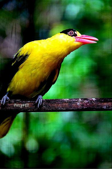 Oriole (kilyawan) - PITOGO, QUEZON