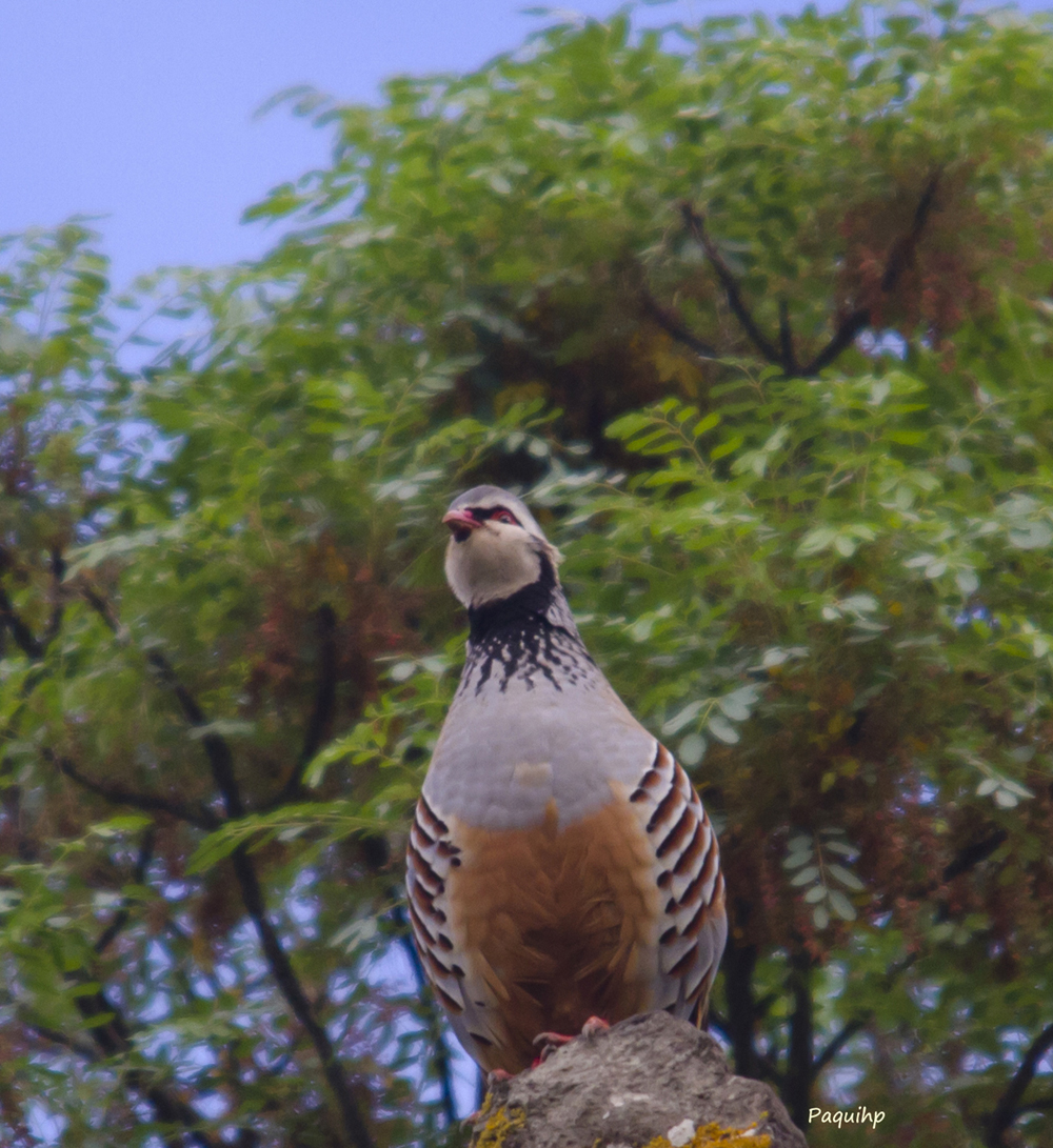 Paqui.blog de naturaleza: PERDIZ ROJA