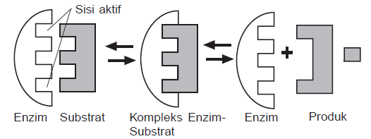 Peran Enzim dalam Metabolisme | All About Biology