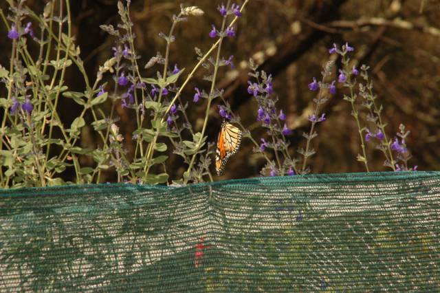 The Nature of Robertson: Orchids and Birds at Bullio