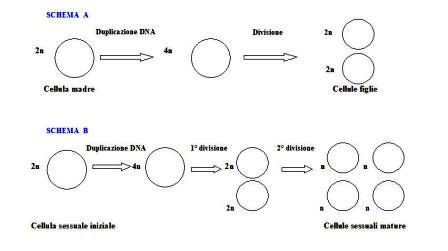 Esplorare Il DNA E Il Codice Genetico- Unità Di Apprendimento ...