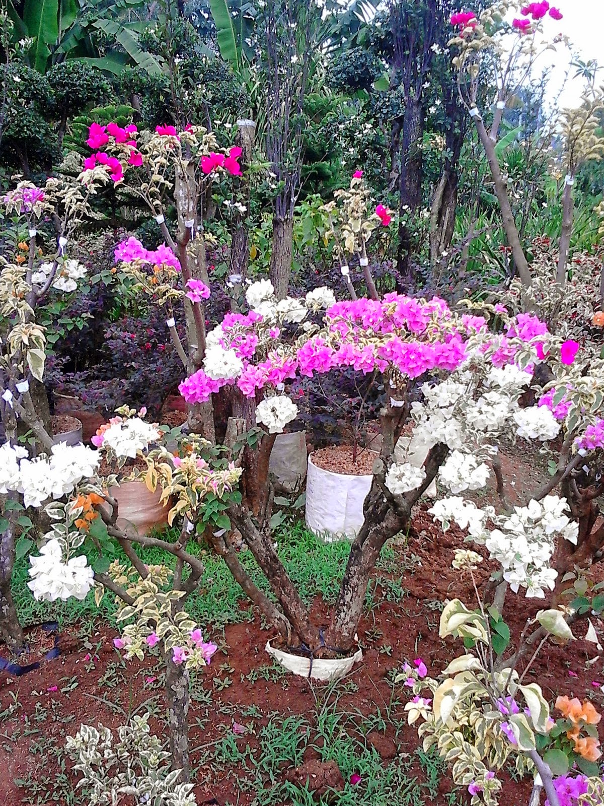 Jual Bonsai Bougenville,Pohon Bougenville,Pohon Bunga Kertas | Berbakat ...