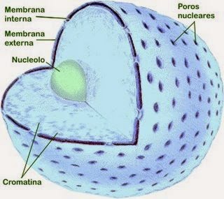 Blog de Biologia: Núcleo