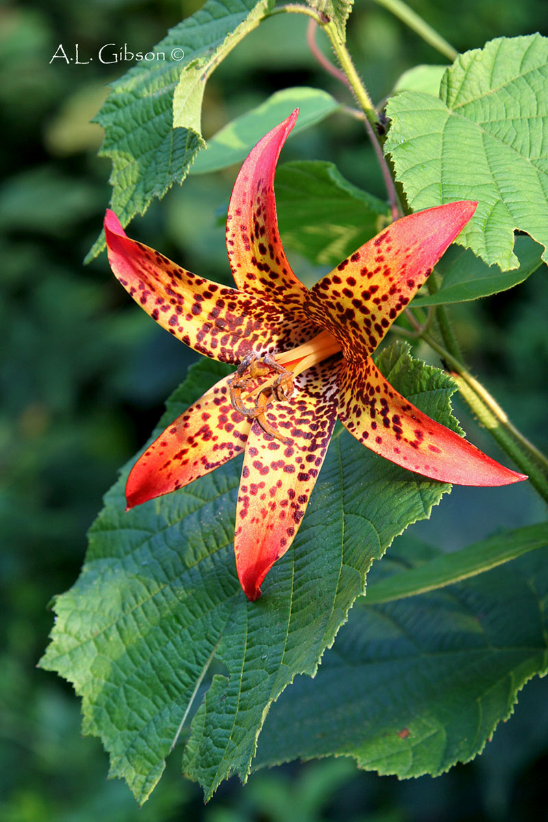 The Buckeye Botanist: Ohio's Native Lilies