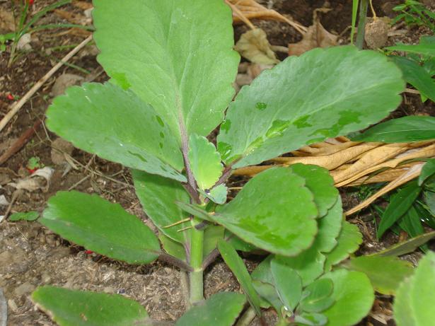 Tanaman Obat Keluarga (TOGA) Dawan Klod: Leaflet