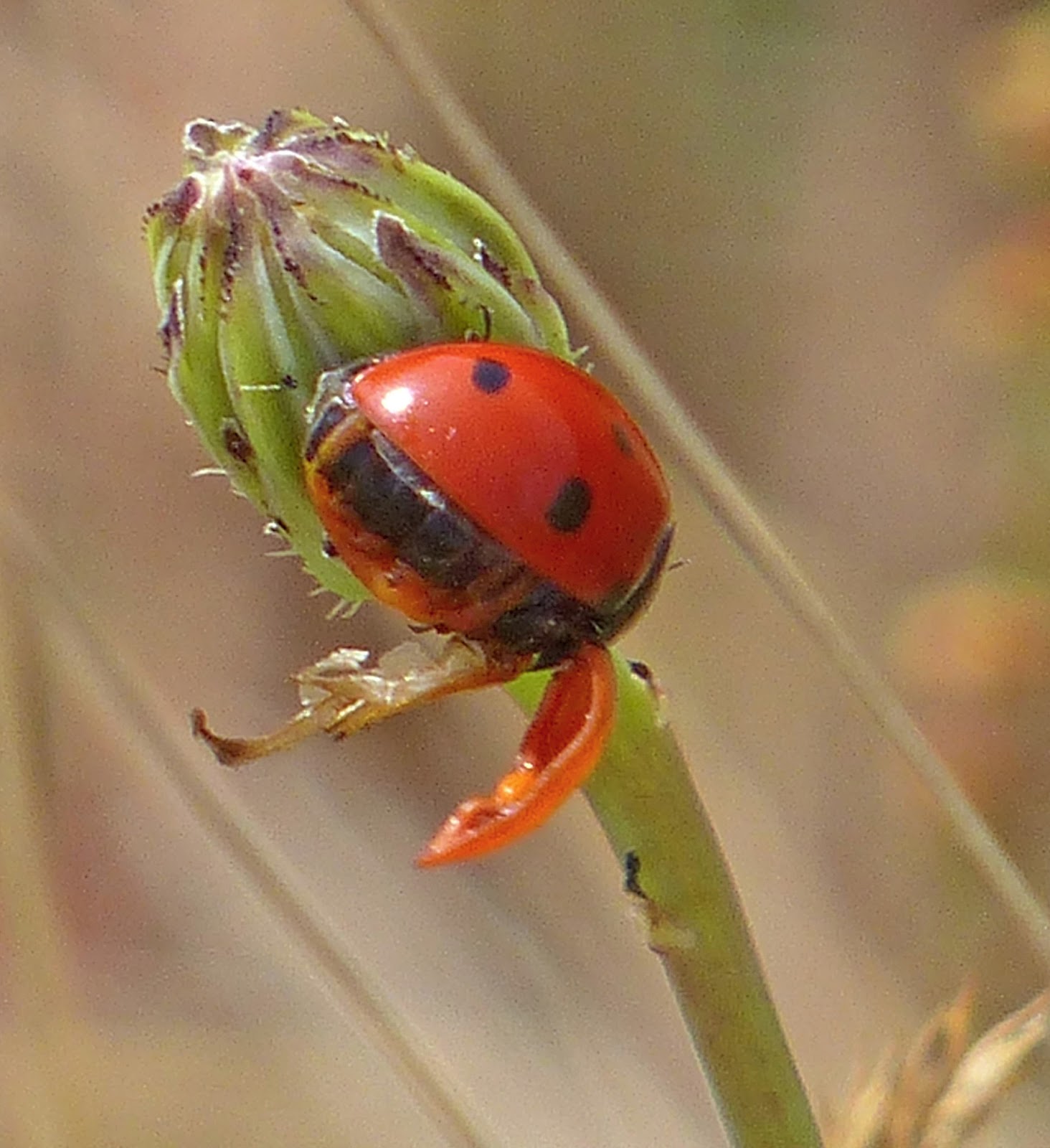 Wild and Wonderful: Ladybird Alert ~ Four 7-Spots at Sutton Hoo