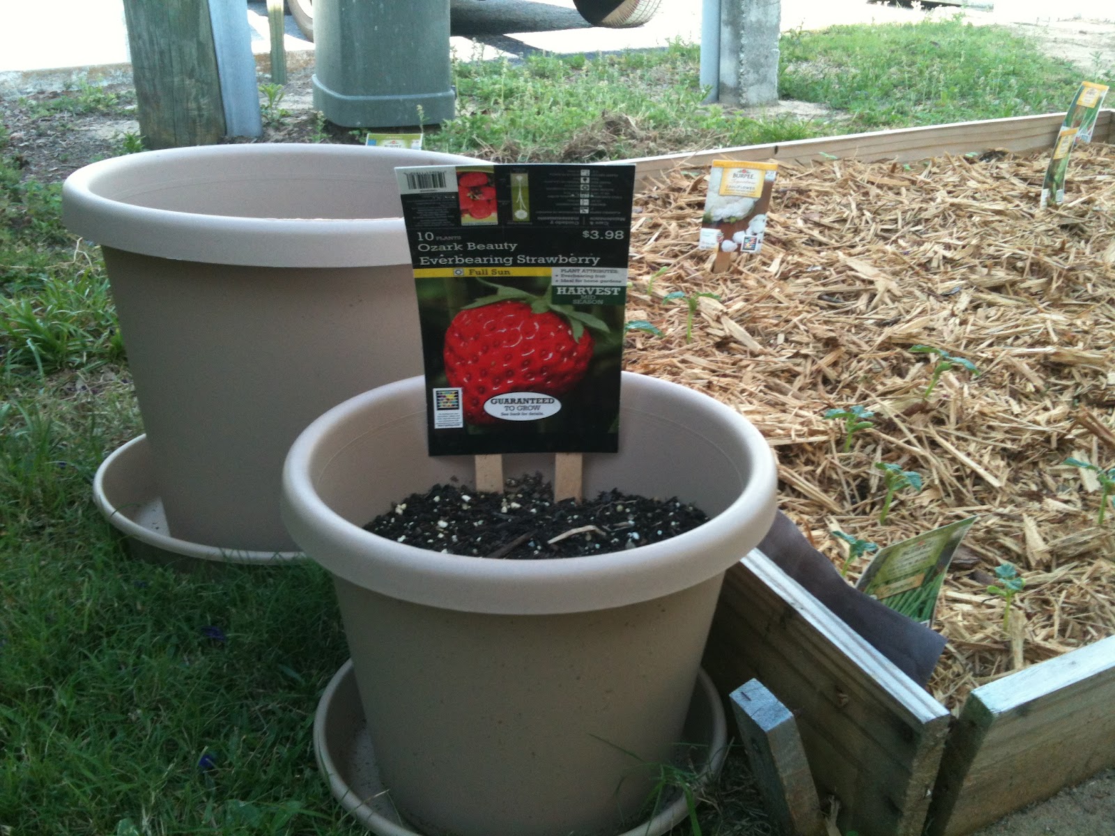 Ms. Smarty Pants : Gardening....Plant Unit....