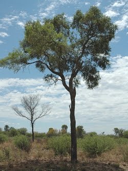 Argentina nativa: Quebracho colorado santiagueño (Schinopsis lorentzii)