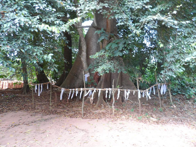 Unbelievable 203 - year - old iroko tree gives children to Nteje people ...