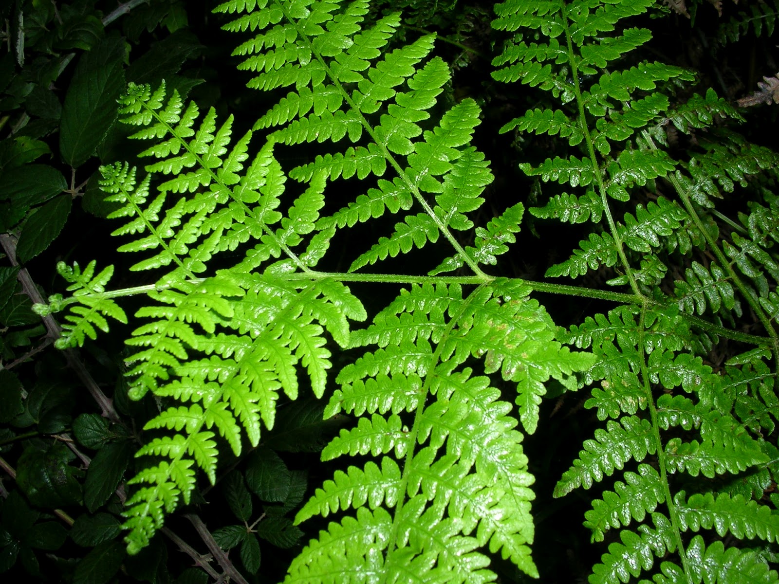 Les plantes de Torrelles: Pteridium aquilinum