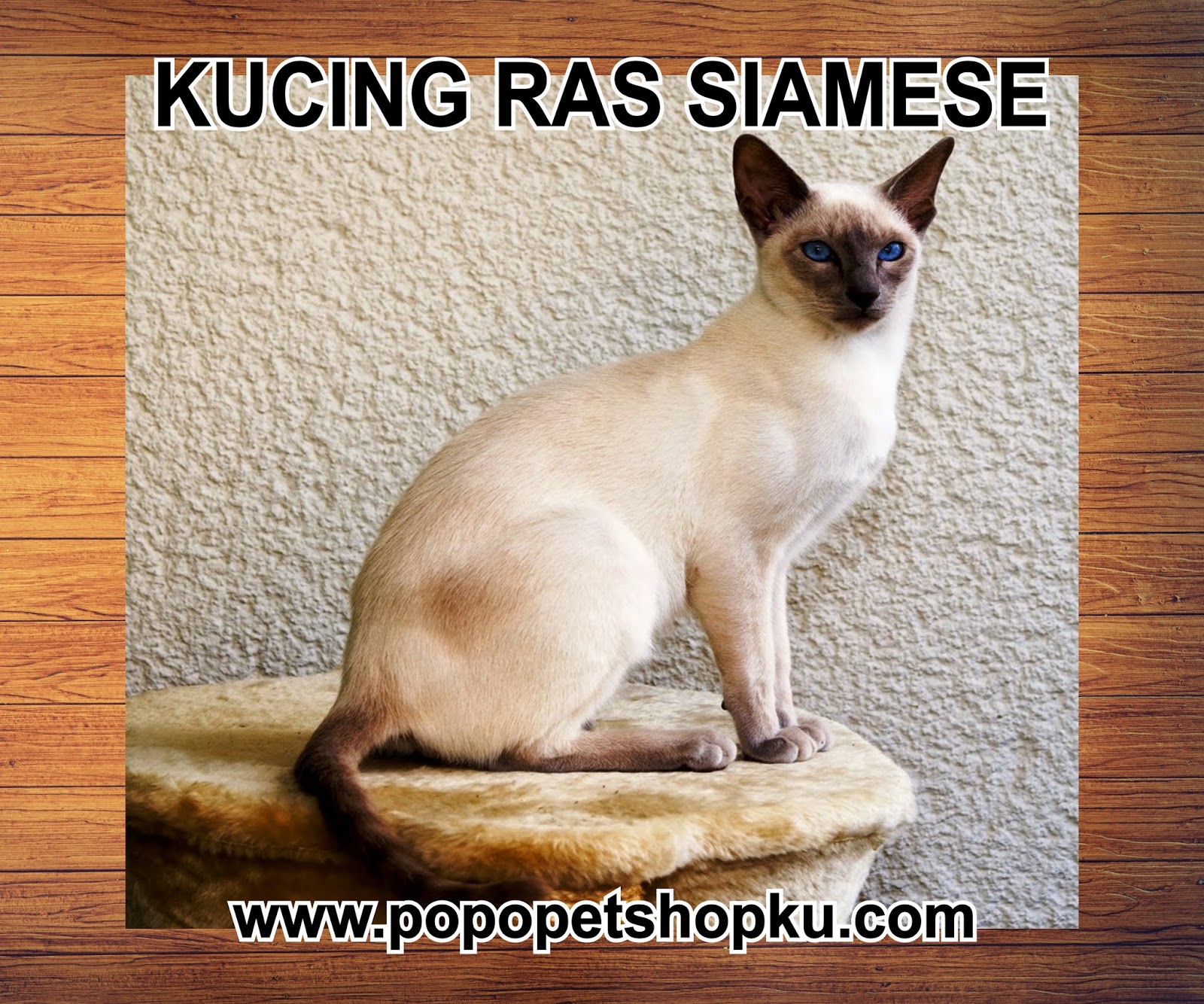 POPO PETSHOP: Jenis-Jenis Kucing Ras Populer