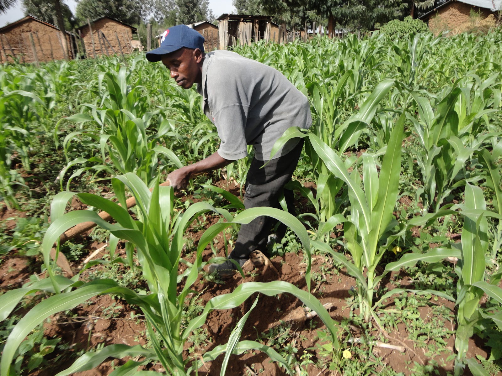 Laikipia Rural Voices (LRV): Maize farmers cry foul over hiked labour