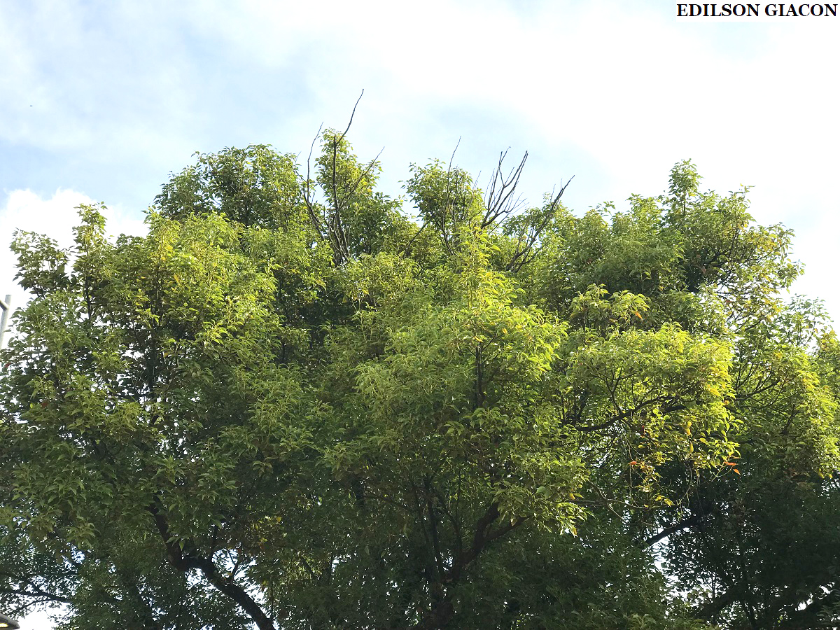 Viveiro Ciprest - Plantas Nativas e Exóticas: Cânfora ( Cinnamomum ...