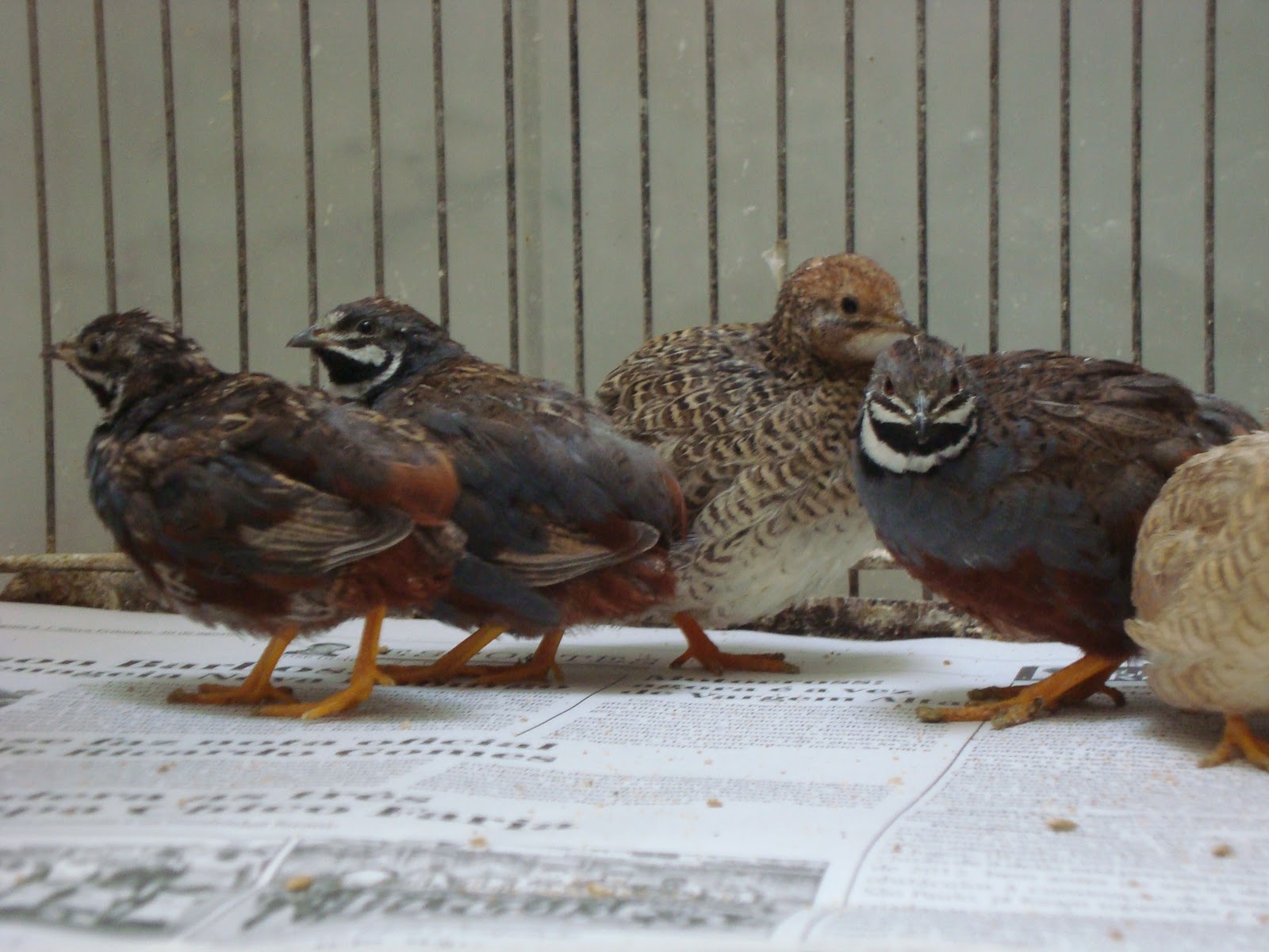 codorna chinesa: Codorna Chinesa Blue Face , Cinnamon (Canela) , Silver ...