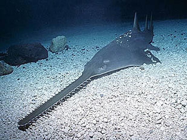 Viajando no Mundo da Ciência: Animais ameaçados de extinção no Brasil