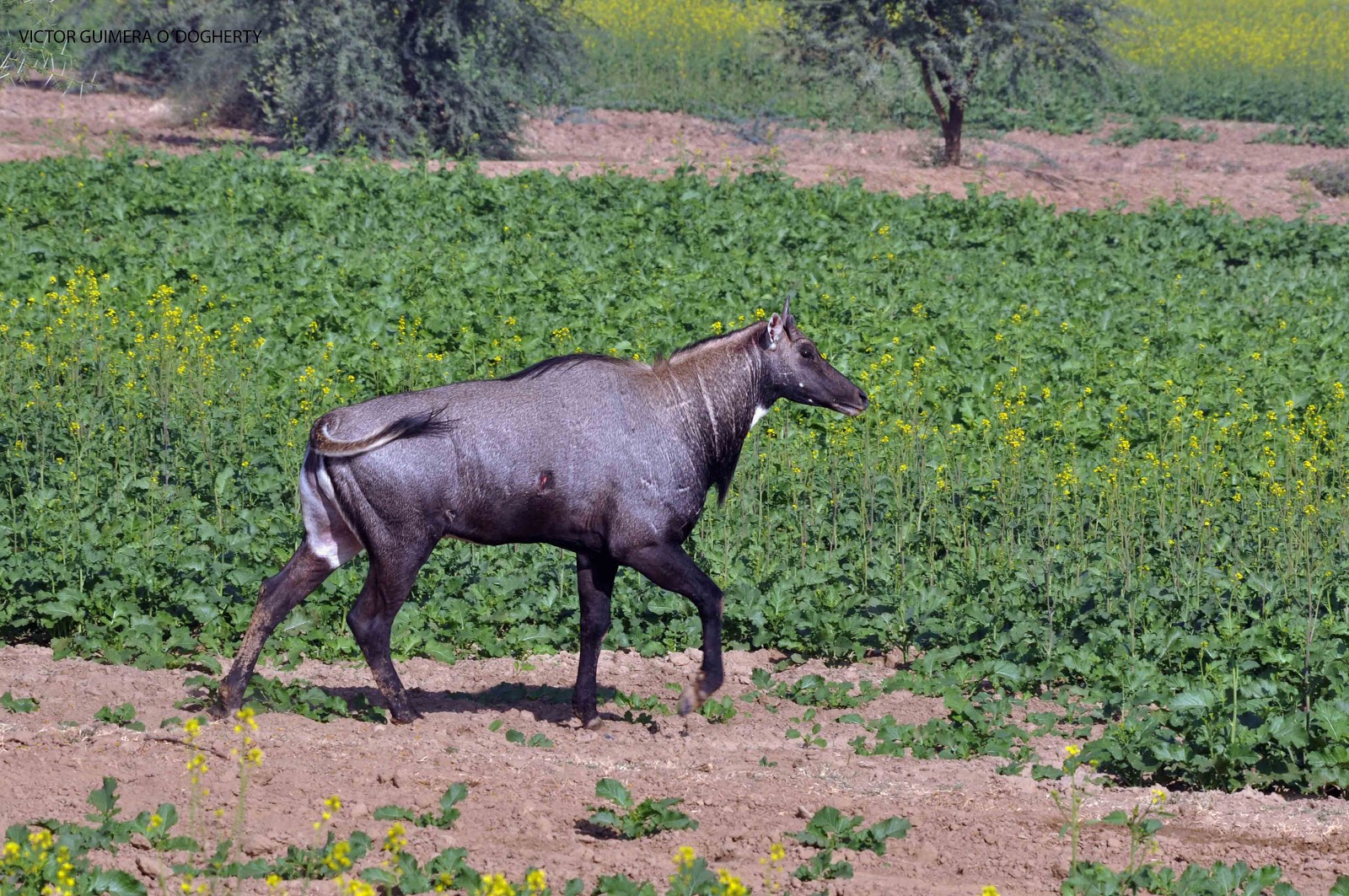 Mis imágenes de aves: IMAGENES DEL NILGAI