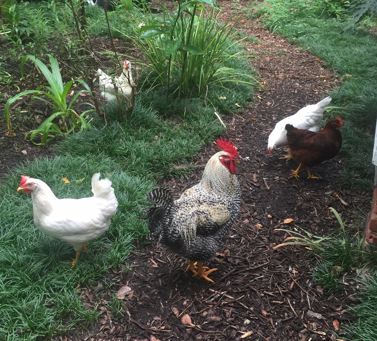 Bless Our Hearts: Mexican Mermaids, Chickens, A Film, The Google