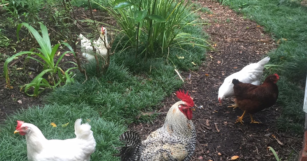 Bless Our Hearts: Mexican Mermaids, Chickens, A Film, The Google