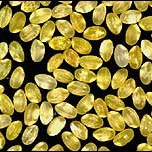 What is golden rice? | Facts About All