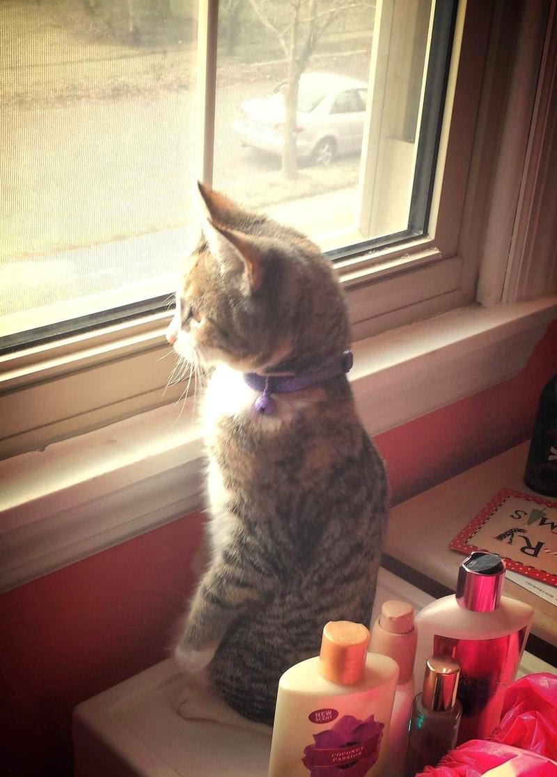 Funny cats - part 97 (40 pics + 10 gifs) | Amazing Creatures