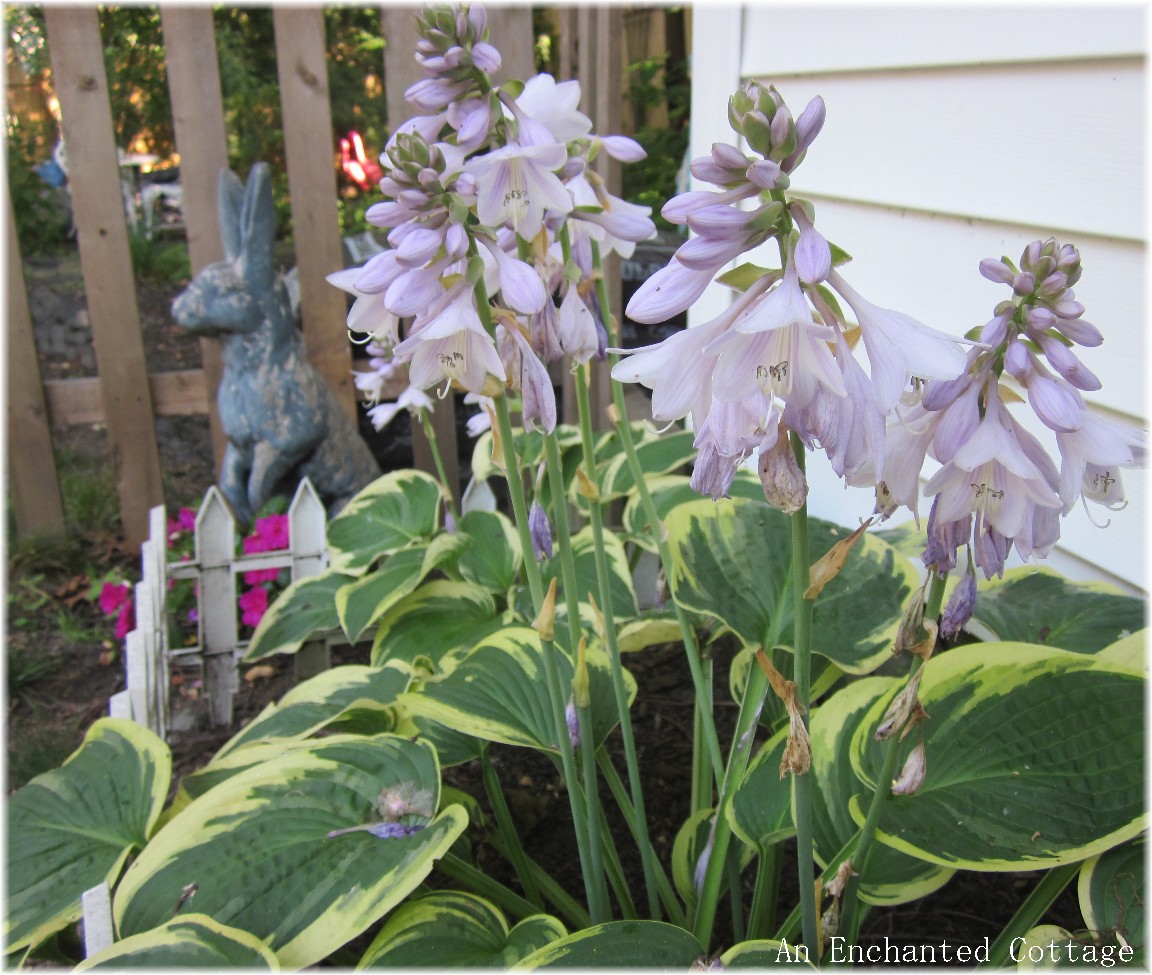 An Enchanted Cottage: Hosta, Sweet Hosta....