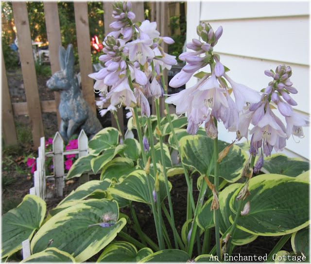 An Enchanted Cottage: Hosta, Sweet Hosta....